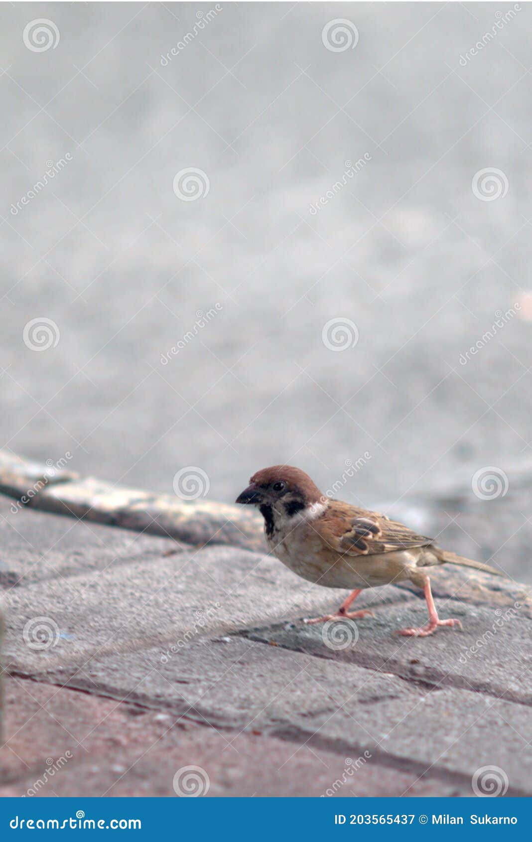 Sparrows On A Concrete Road With White And Black Transverse Textured ...