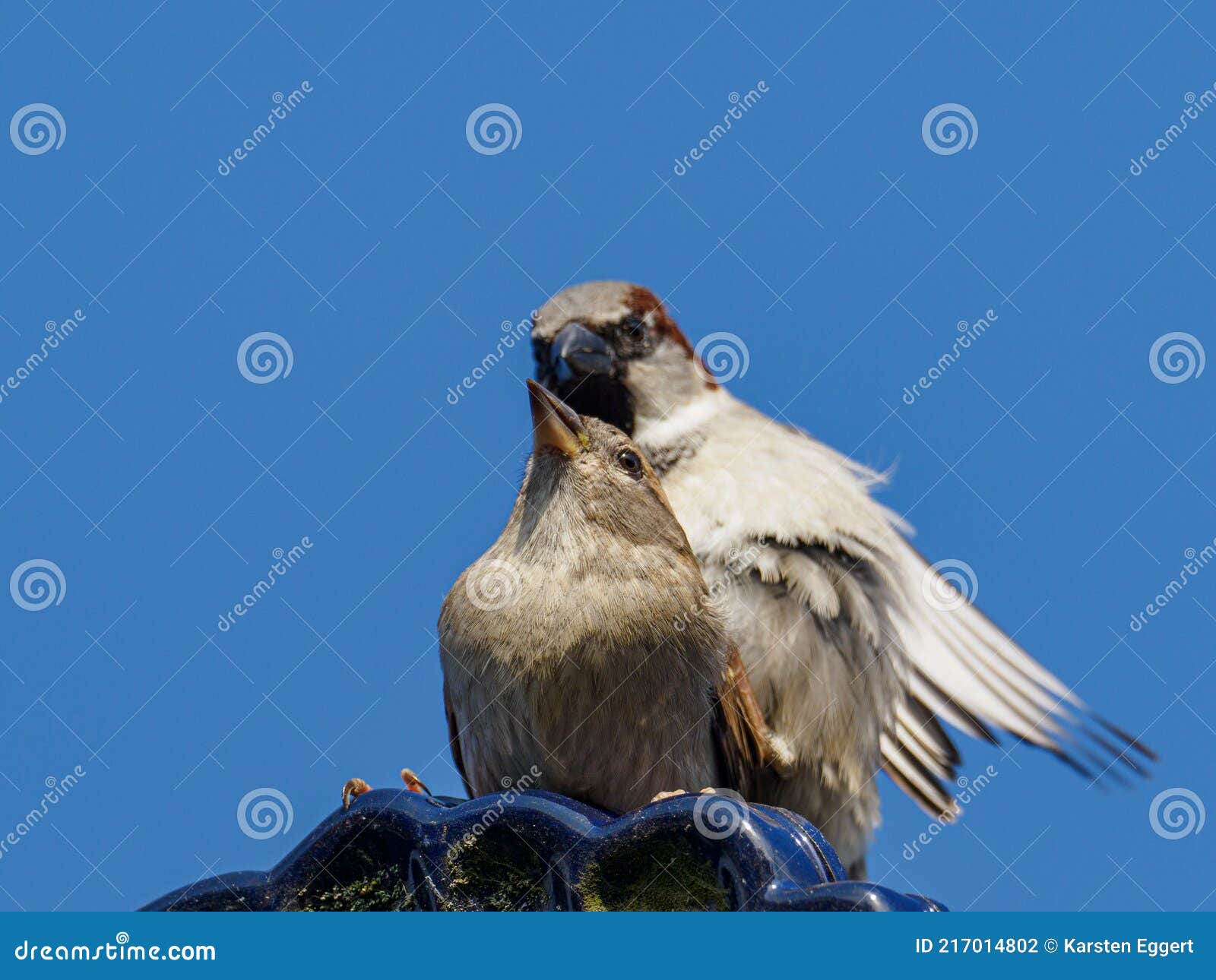 2 Sparrows Copulate on a Roof and the Sky is Blue Stock Photo - Image ...