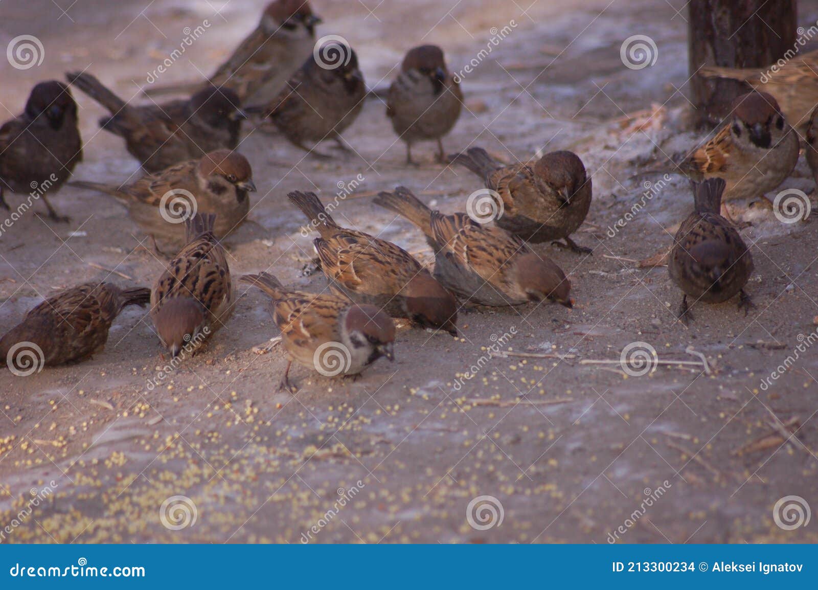 Sparrows Eat Grain in the Snow Stock Photo - Image of isolated ...