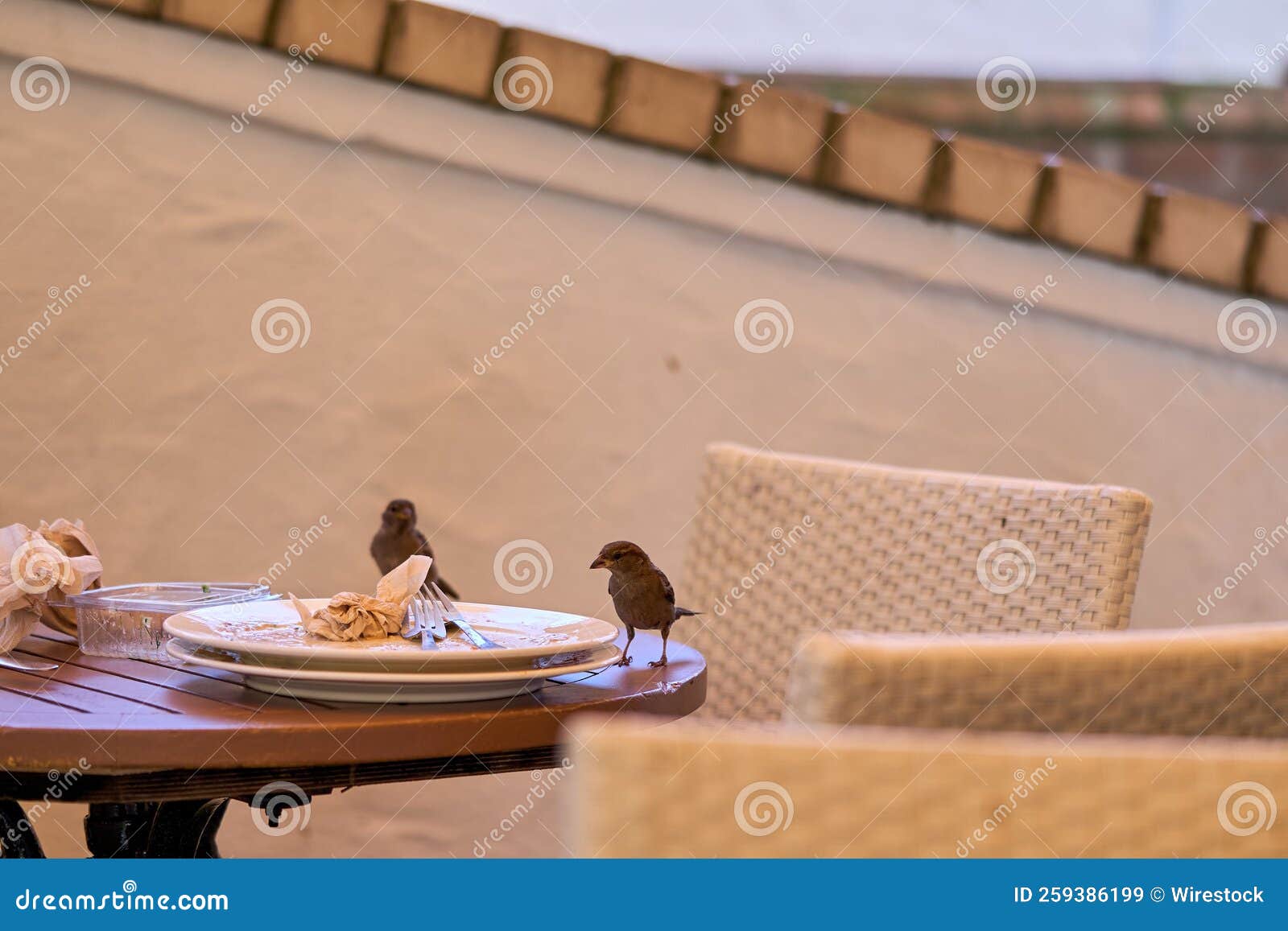 Sparrows Eating Leftovers from a Table at a Cafe. Stock Image - Image ...