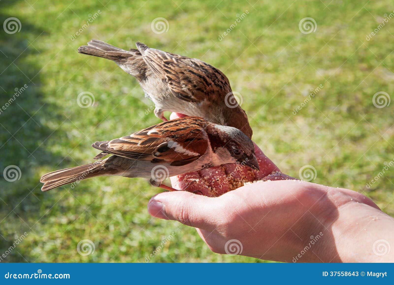 Sparrows feeding stock image. Image of hand, pets, feeder - 37558643