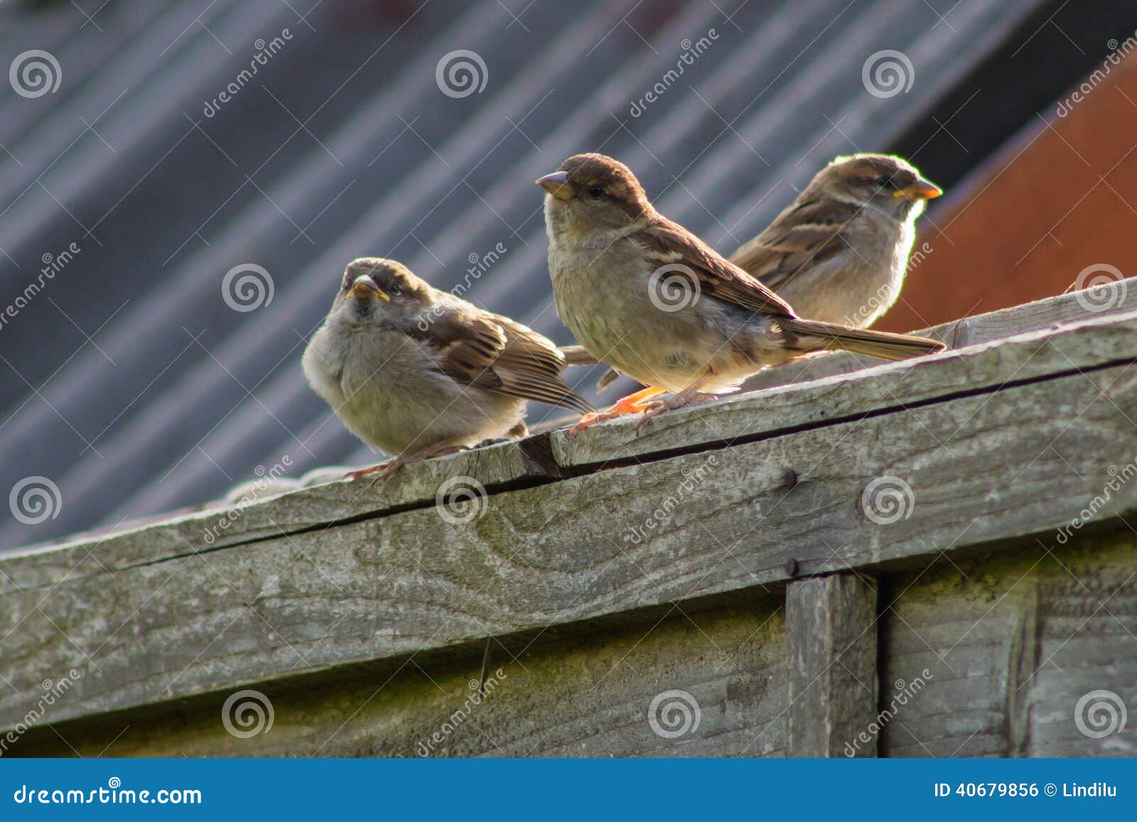 Sparrows on Fence stock photo. Image of fence, beak, wood - 40679856
