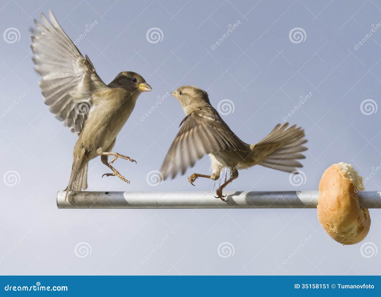 Sparrows stock image. Image of sparrows, wings, white - 35158151
