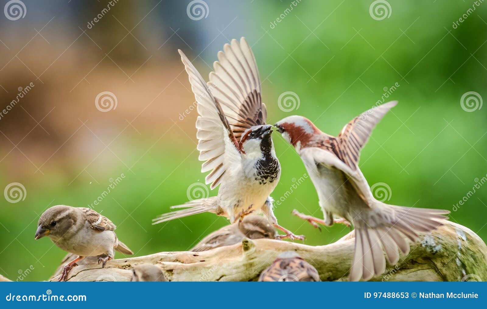 Sparrows fighting stock image. Image of sparrows, pair - 97488653
