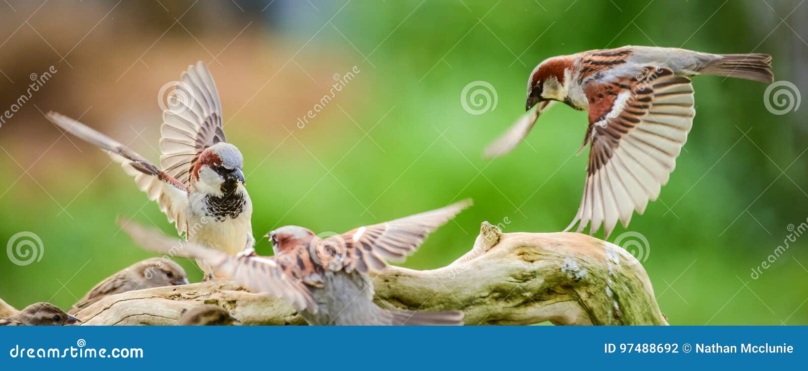 Sparrows fighting stock photo. Image of sparrows, wings - 97488692