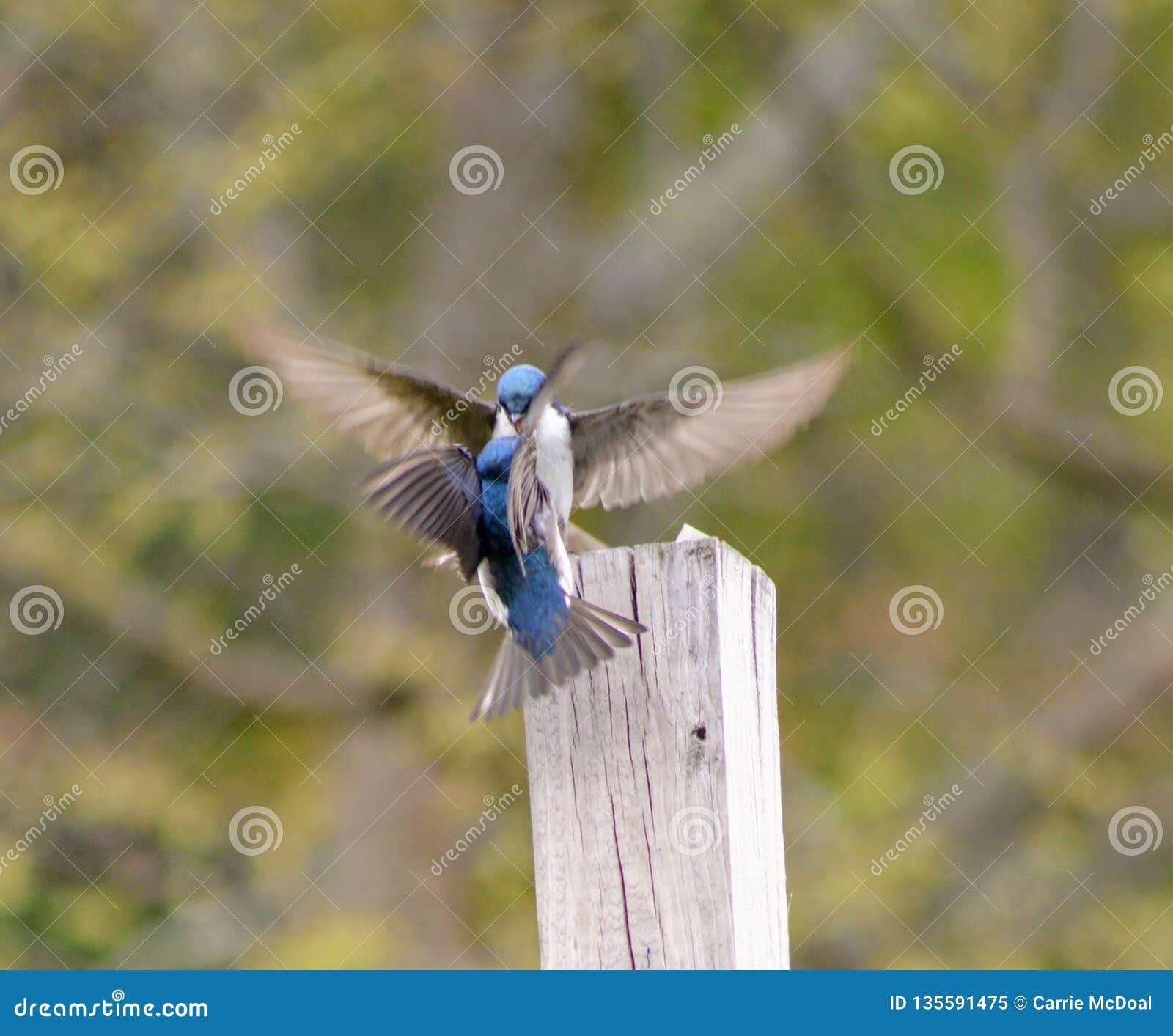 Sparrows stock image. Image of sparrows, nesting, fighting - 135591475