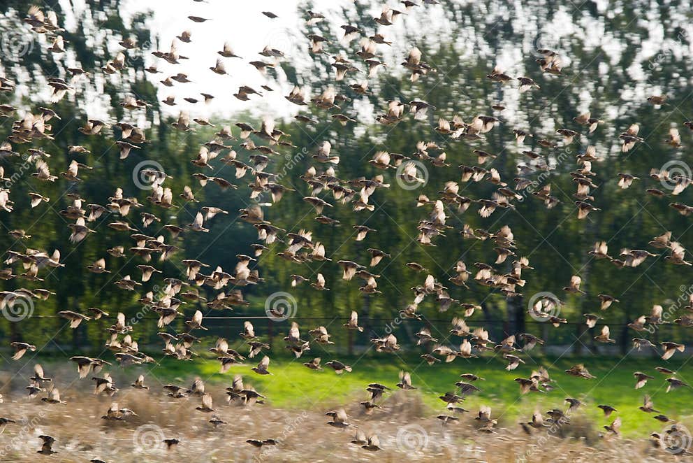 Sparrows in fly stock photo. Image of flight, nature - 15697622
