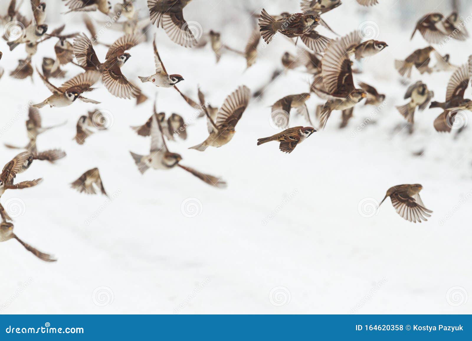 Sparrows Fly Over a Snowy Road Stock Photo - Image of hundreds, nature ...