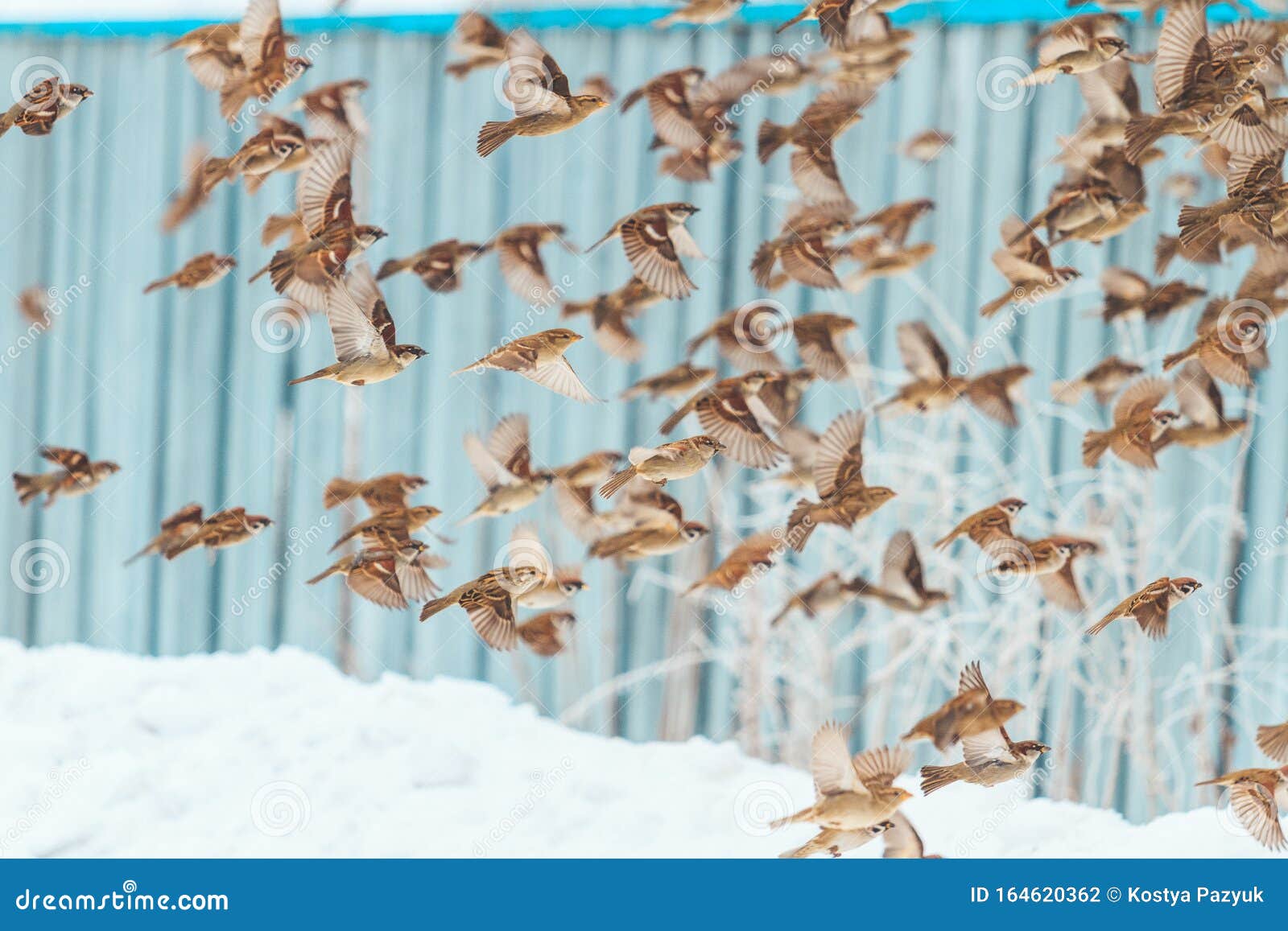 Sparrows Fly and Sit in the Snow on a Frosty Day Stock Photo - Image of ...
