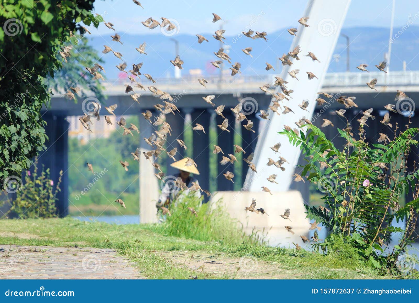 Sparrows flying in air stock image. Image of group, wild - 157872637