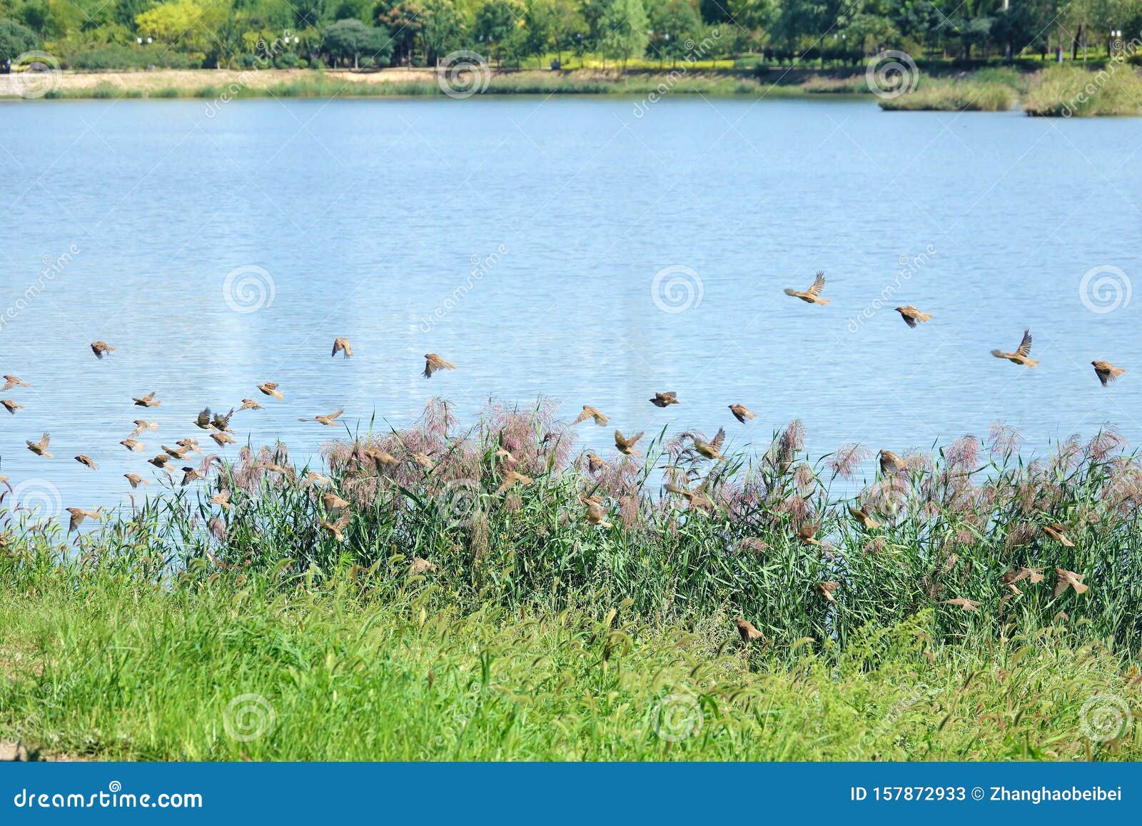 Sparrows flying in air stock image. Image of bird, nature - 157872933