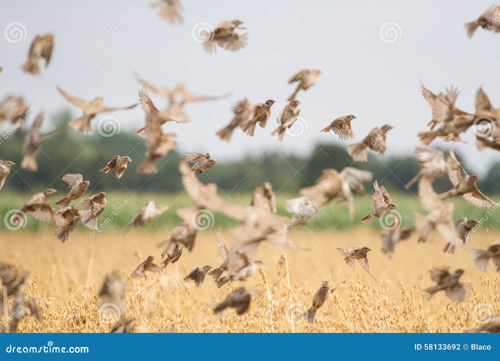 Sparrows Flying Over Cereals Stock Photo - Image of farm, sparrows ...