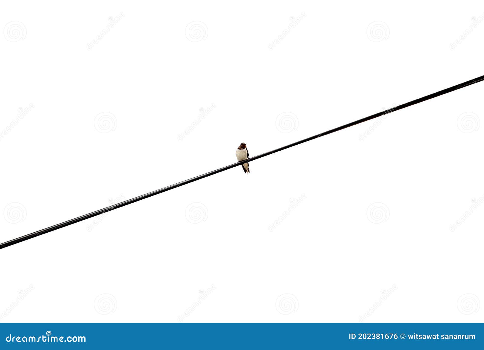 Sparrows on a Horizontal Power Line on a White Background. the Small ...