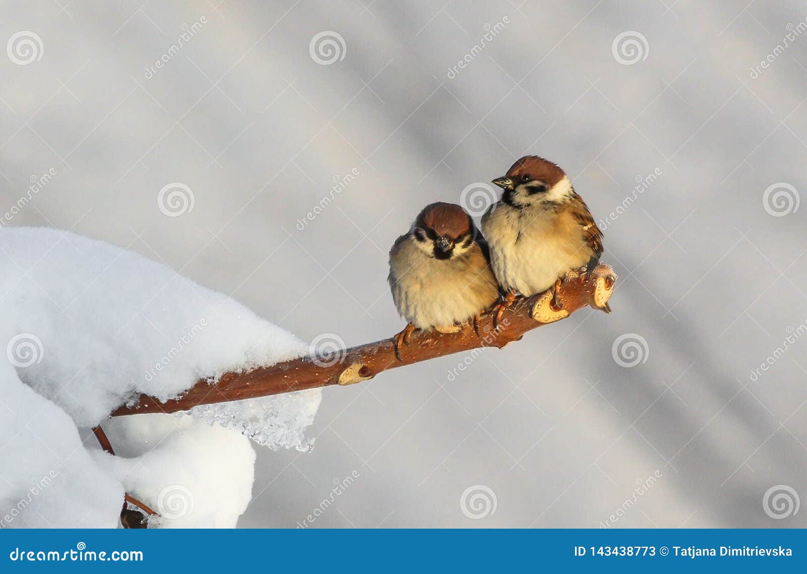 Sparrows in love stock image. Image of winter, love - 143438773