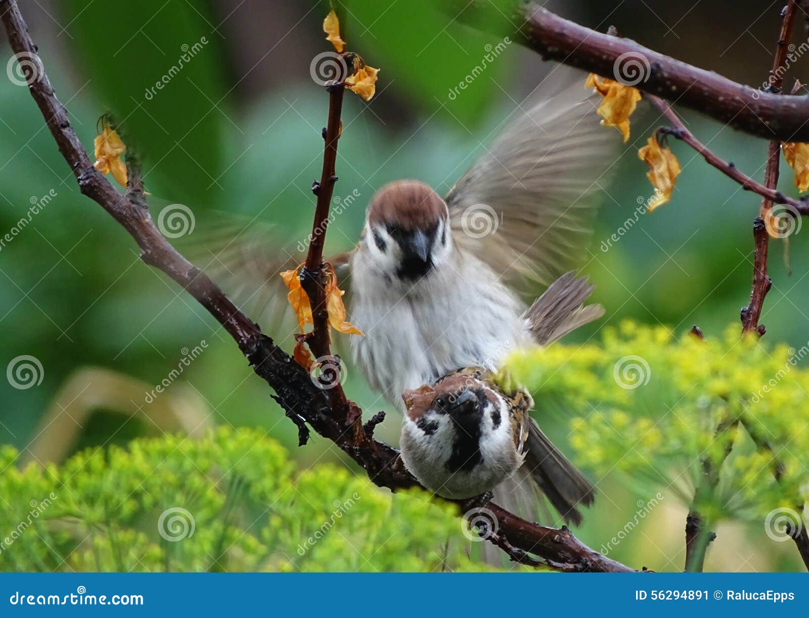 Sparrows mating stock image. Image of garden, bird, mating - 56294891