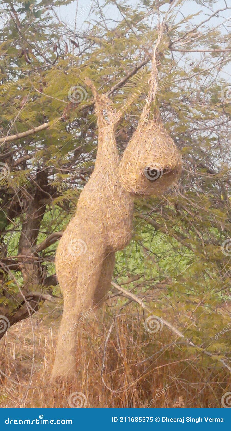 Sparrows Nest On Window Sills Stock Photo | CartoonDealer.com #215075574