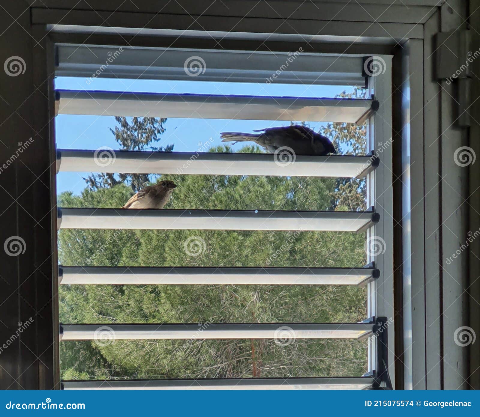 Sparrows Nest On Window Sills Stock Photo | CartoonDealer.com #215075574