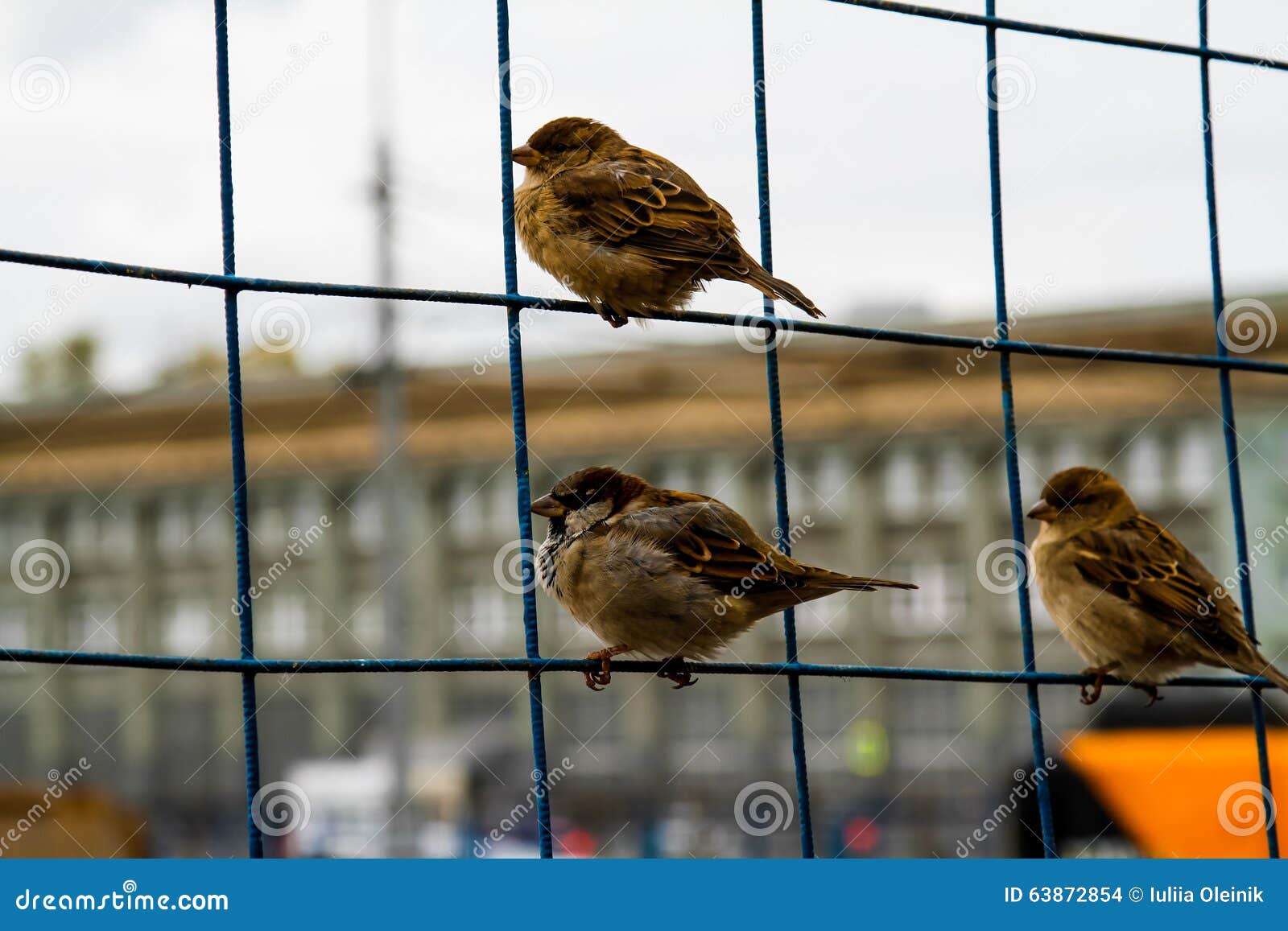 Sparrows stock photo. Image of passer, bird, protection - 63872854