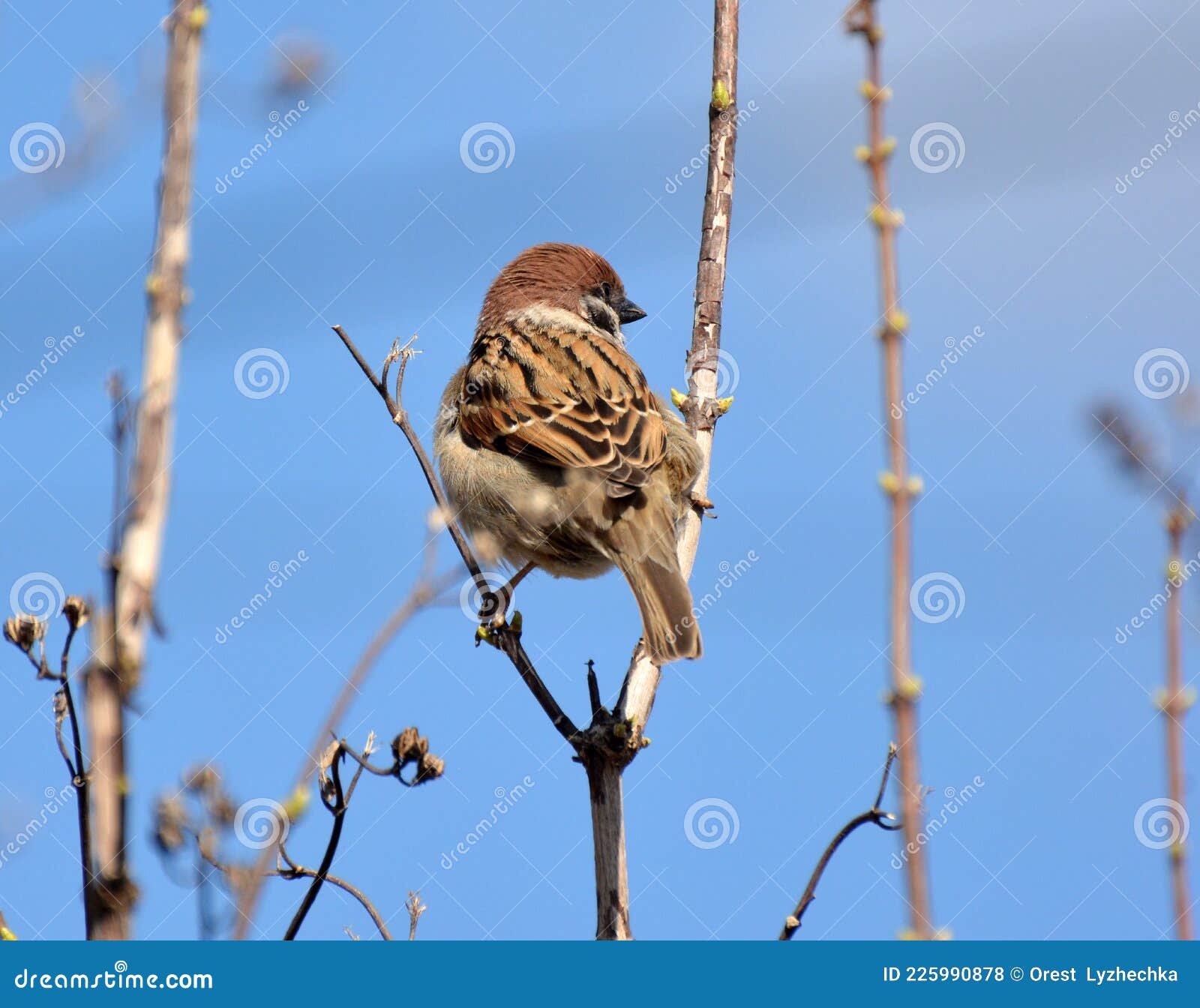 Sparrows Passer are Sitting on a Branch Stock Photo - Image of ...