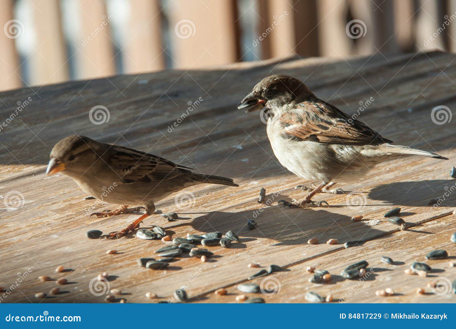 Sparrows pecking grain stock image. Image of sitting - 84817229