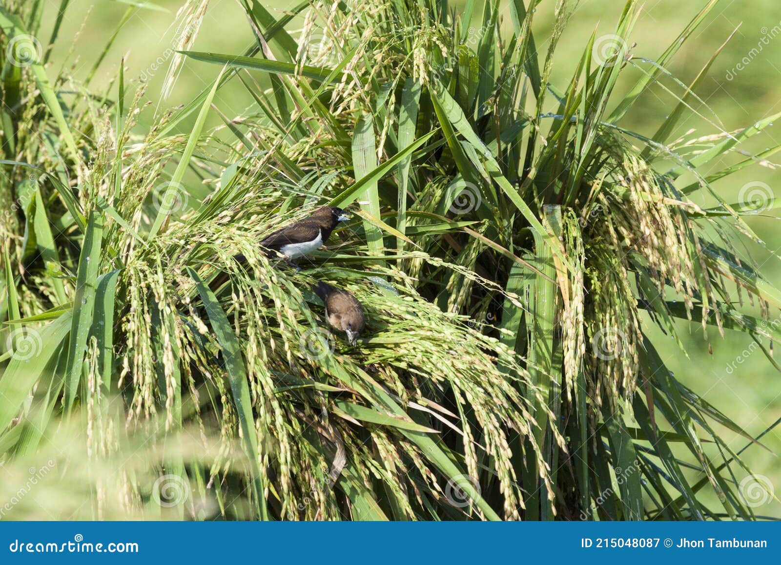 Sparrows Perched on Rice Plants in the Middle of the Rice Fields. Stock ...