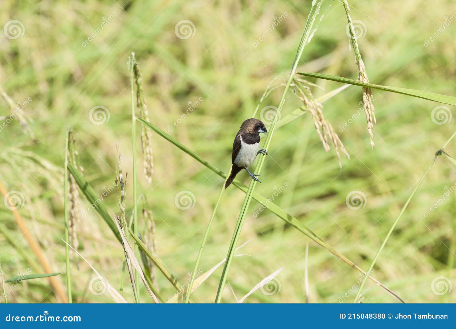 Sparrows Perched on Rice Plants in the Middle of the Rice Fields. Stock ...
