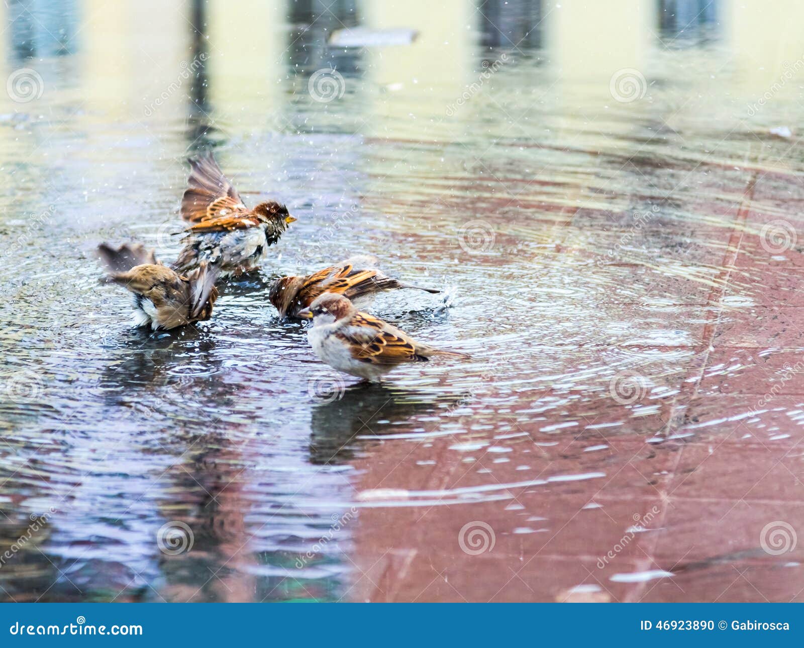 Sparrows stock photo. Image of bath, play, thirsty, happy - 46923890