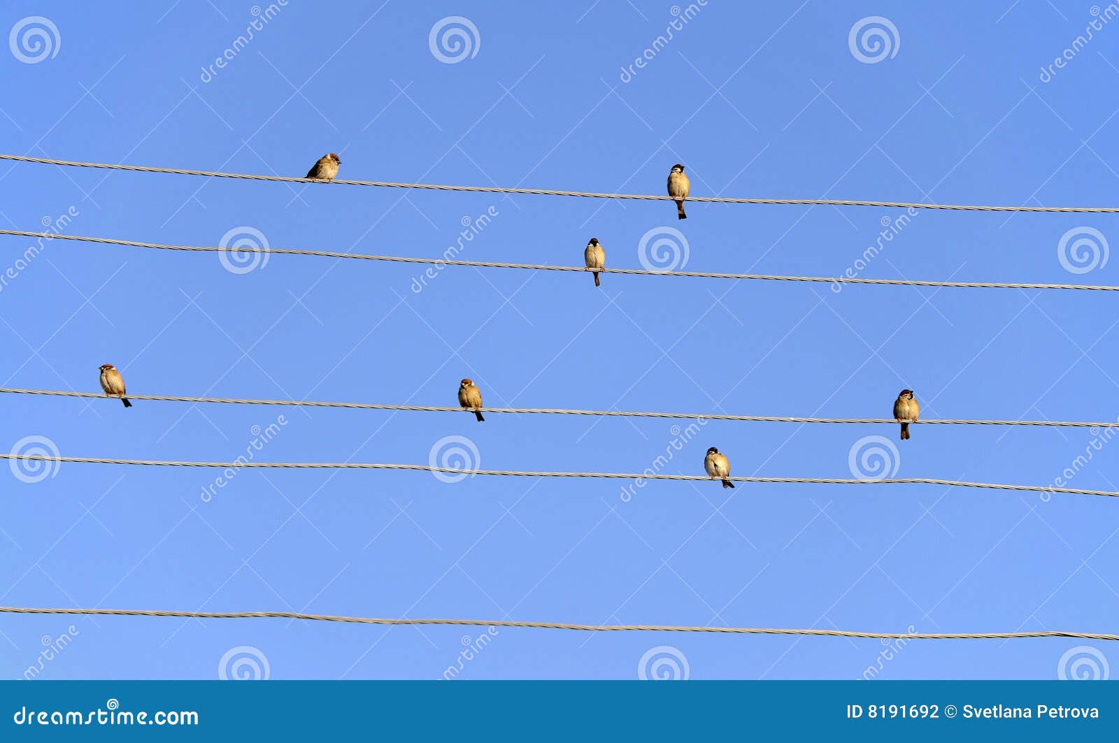 Sparrows on power lines stock photo. Image of chords, birds - 8191692