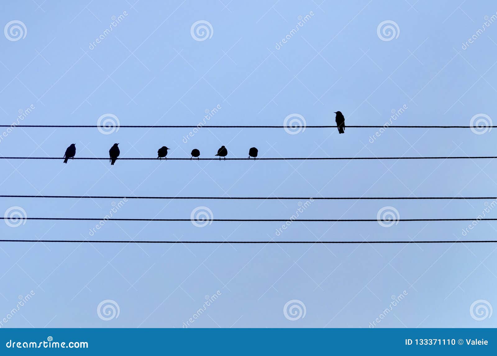 Sparrows on Power Lines Against the Sky Stock Photo - Image of laconic ...