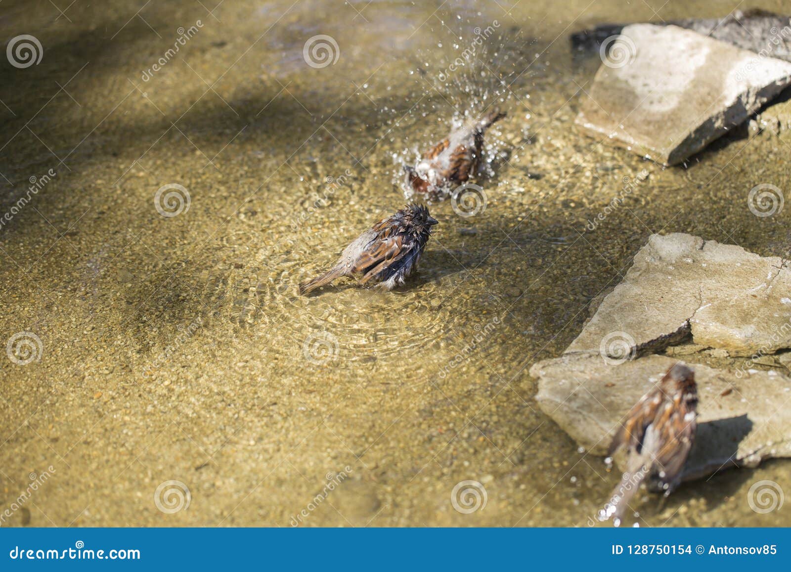 Sparrows in a puddle stock photo. Image of cute, feather - 128750154