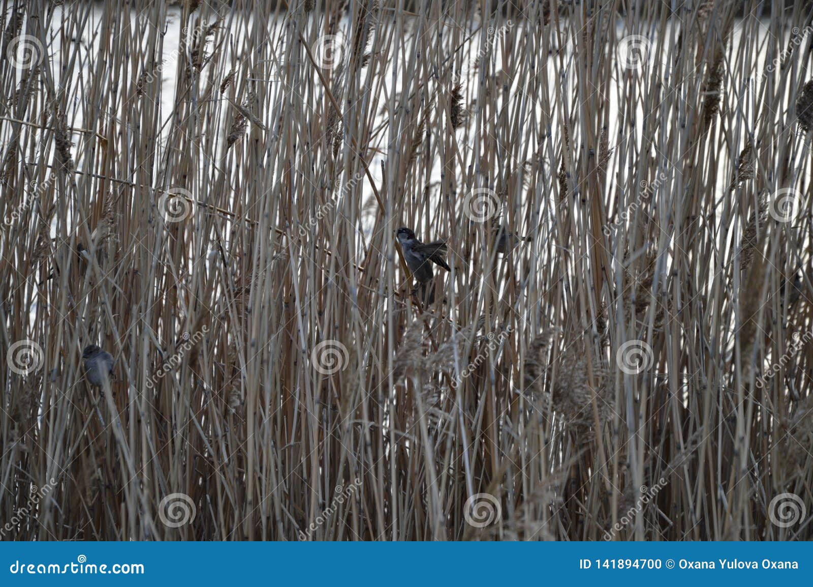 Sparrows in the reeds stock photo. Image of bird, nature - 141894700