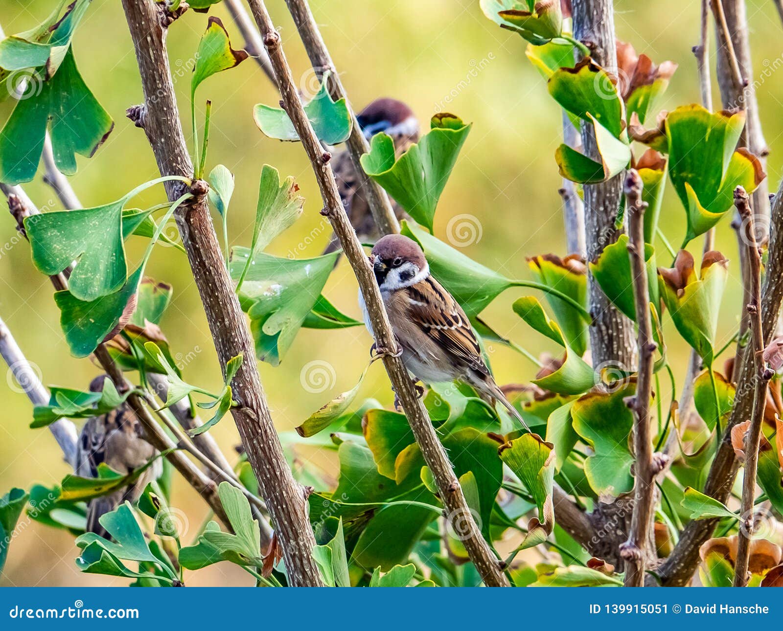 Sparrows Resting in the Treetops Stock Image - Image of colorful, house ...