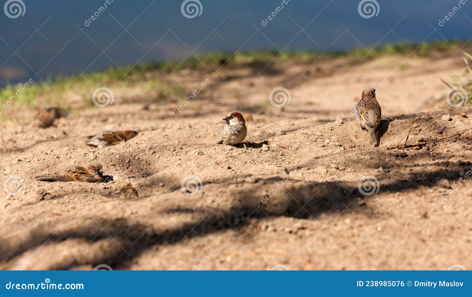 Sparrows on the sand stock photo. Image of ornithology - 238985076