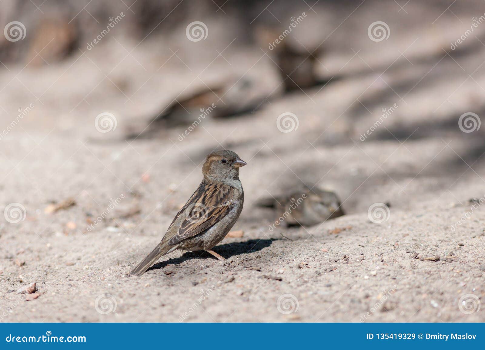 Sparrows on sand stock image. Image of nature, fluffy - 135419329