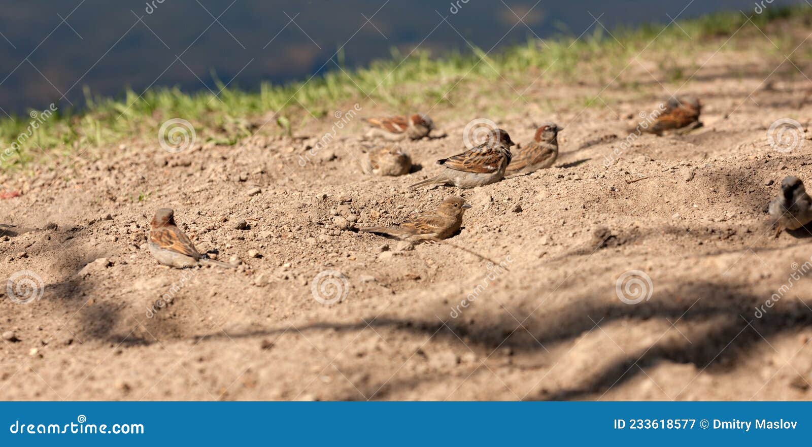 Sparrows on the Sand in Spring Stock Image - Image of ornithology ...