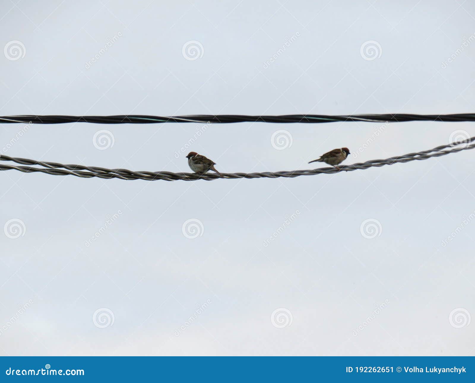 Sparrows Sit on Power Lines Stock Image - Image of small, summer: 192262651