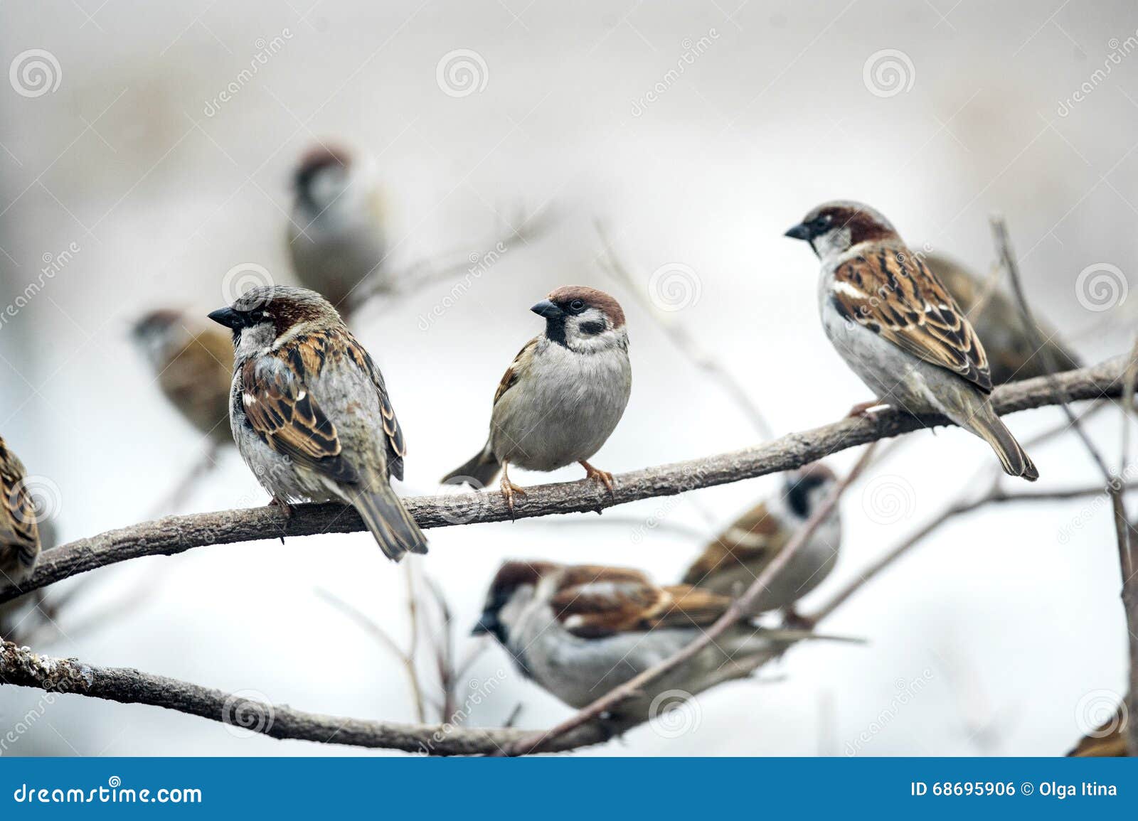 Sparrows Sitting on Branches Stock Photo - Image of little, spring ...