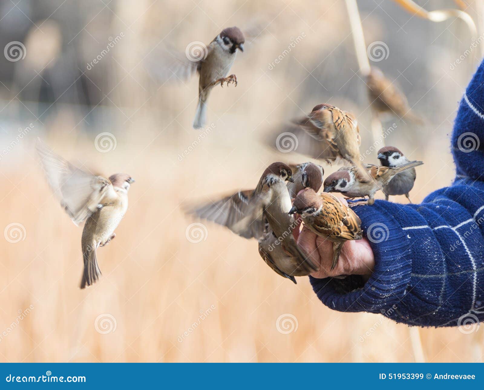 Sparrows Sitting Down on the Arm Stock Image - Image of feeding, animal ...