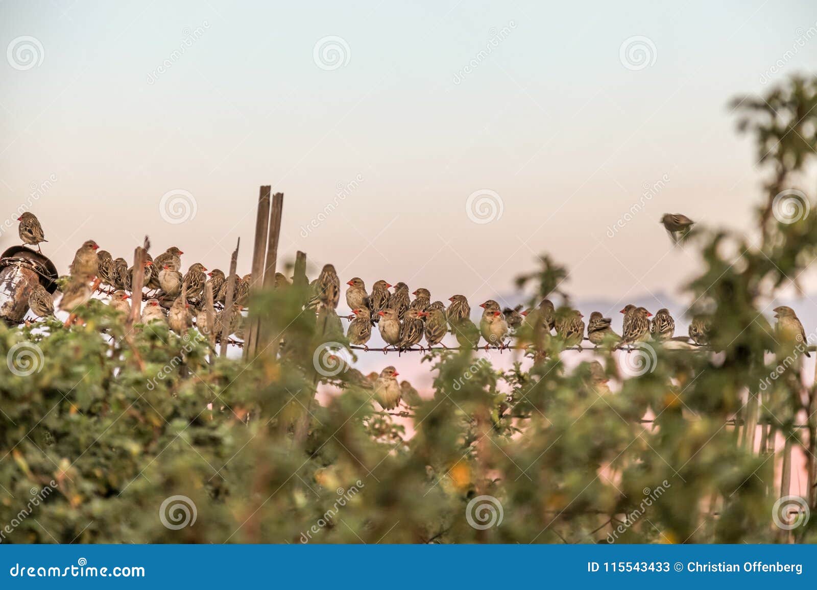 Sparrows in the Kingdowm of Lesotho, Africa Stock Image - Image of ...
