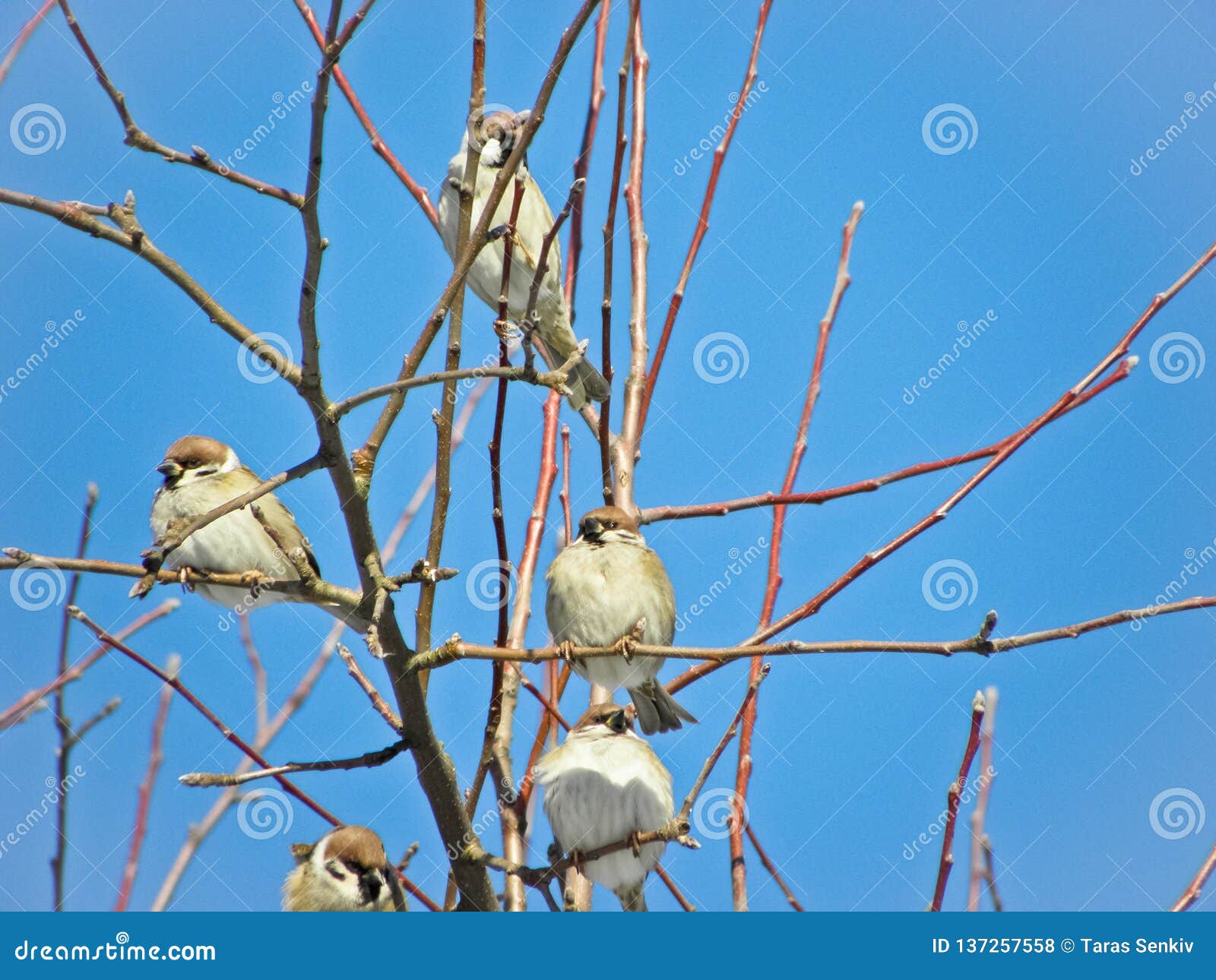 Sparrows sitting on a tree stock photo. Image of garden - 137257558
