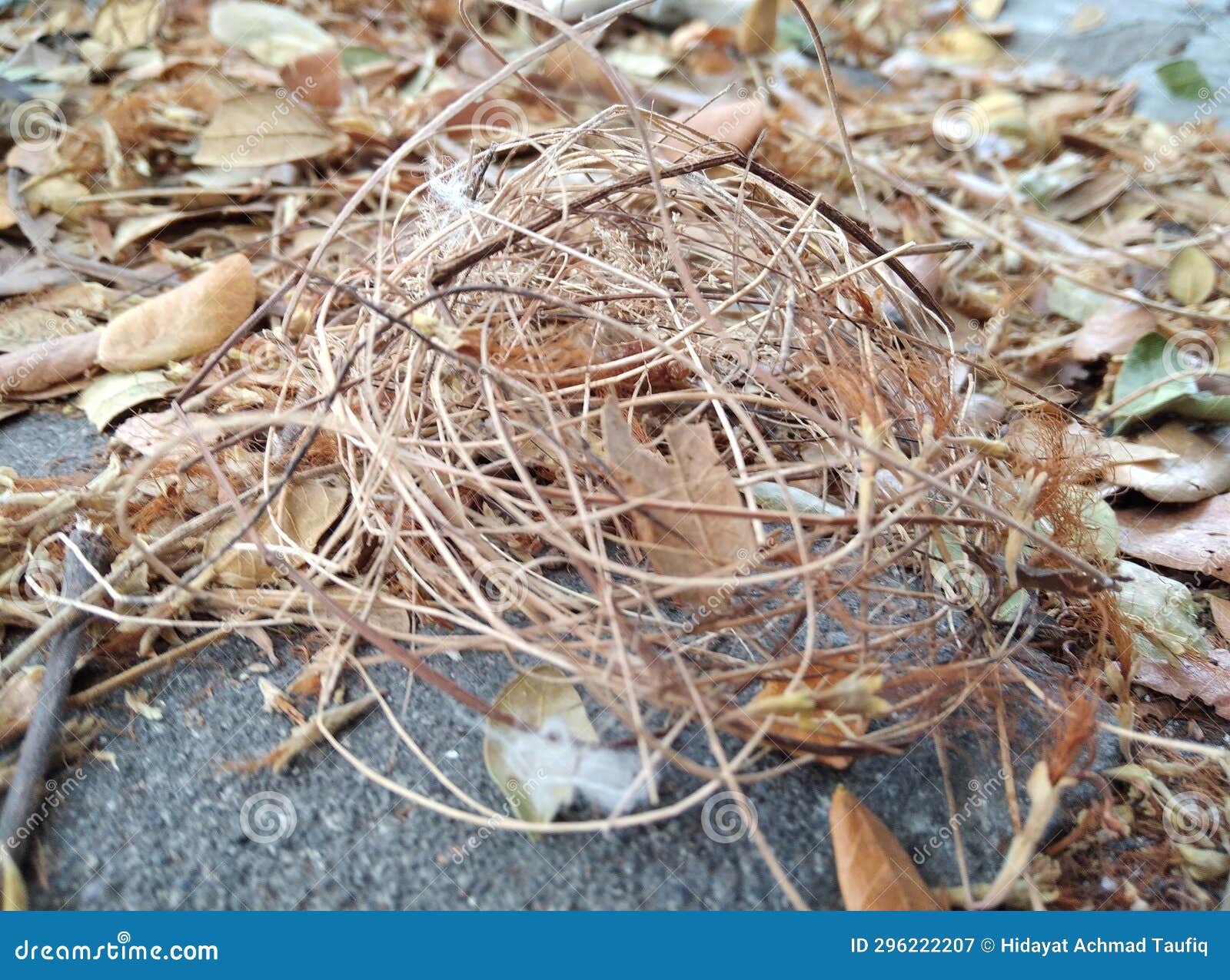 The Nest of Fallen Birds Was Struck by the Morning Wind Stock Image ...