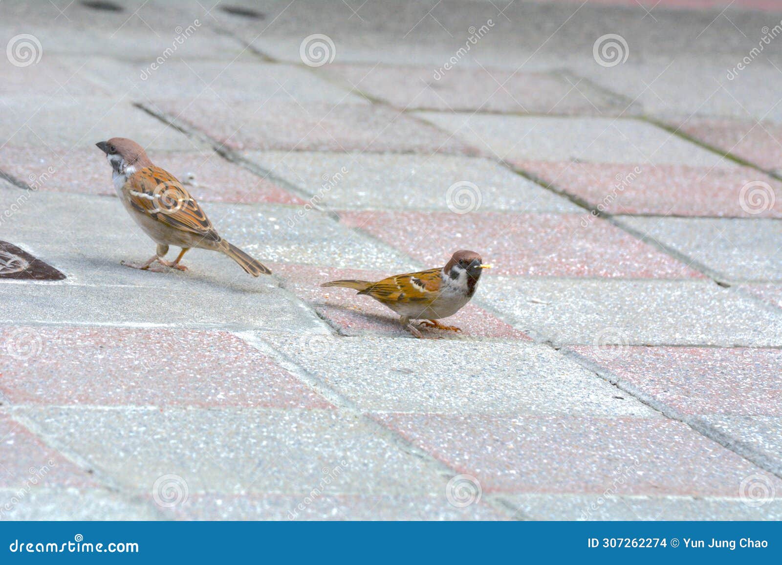 Sparrows Pecking on the Ground Stock Photo - Image of feathers, eggs ...