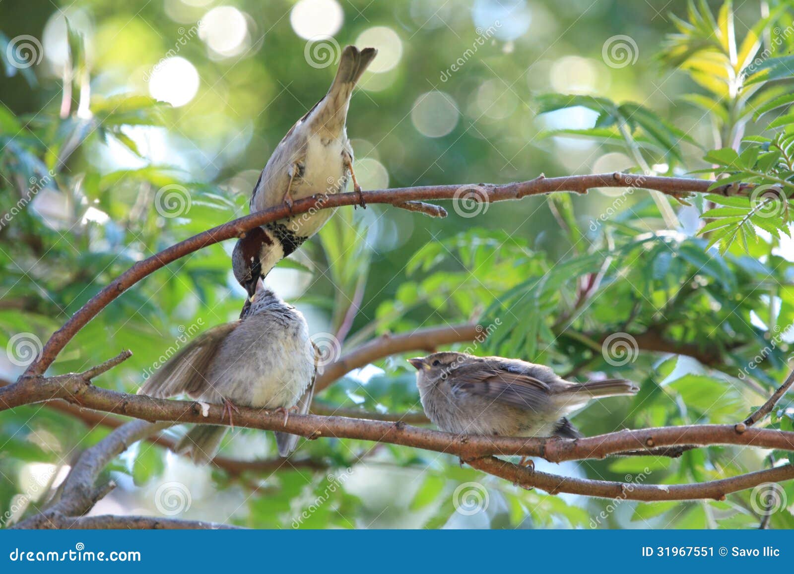 Sparrows stock image. Image of chick, tree, summer, nature - 31967551