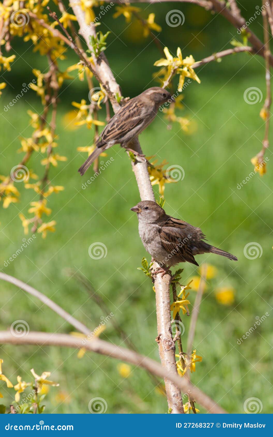 Sparrows in spring stock image. Image of color, leaf - 27268327