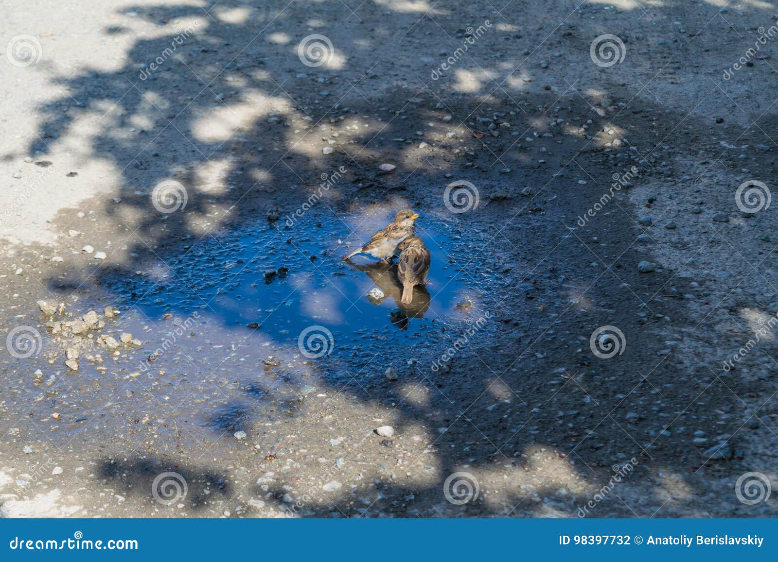 Sparrows are Swimming in a Puddle Stock Photo - Image of blue, european ...
