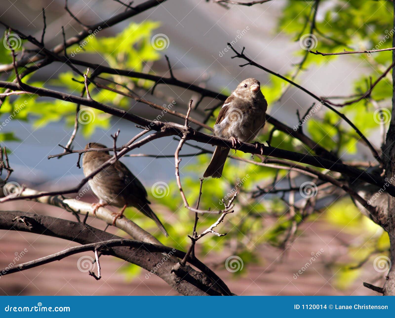 Sparrows in a Tree stock photo. Image of sparrow, trees - 1120014