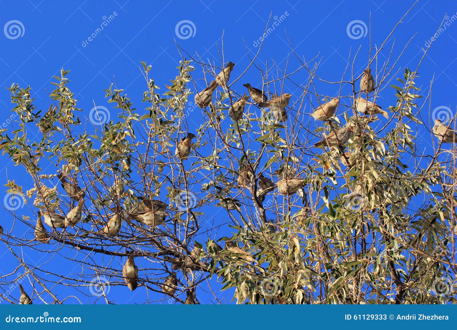 Sparrows on Tree Branches Against the Bright Blue Spring Sky Stock ...