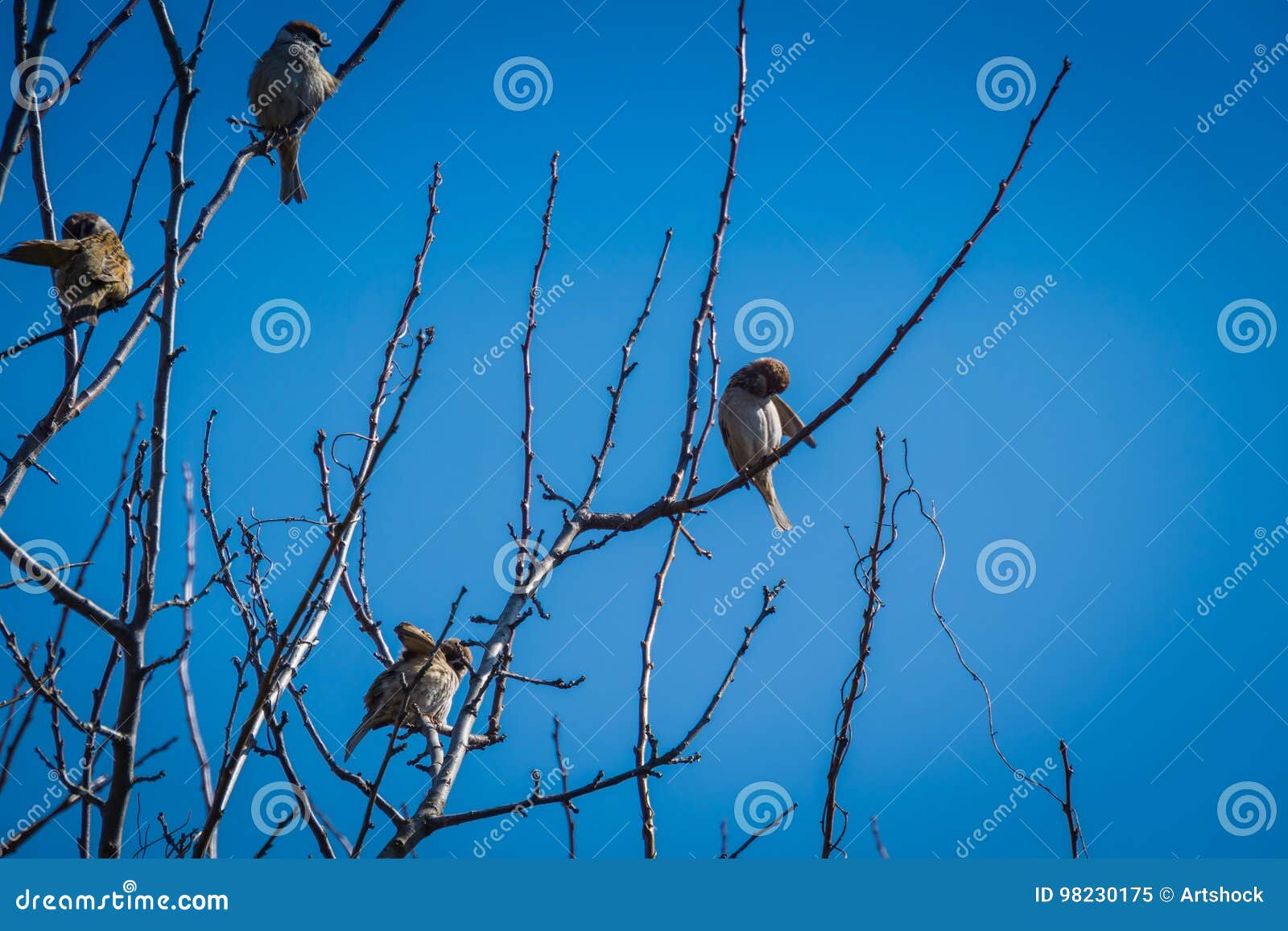 Sparrows on the Tree stock image. Image of animal, cute - 98230175