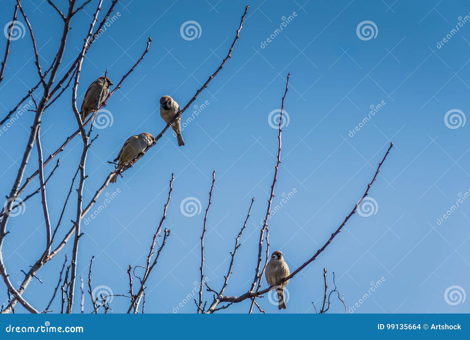 Sparrows on the Tree stock photo. Image of close, animal - 99135664
