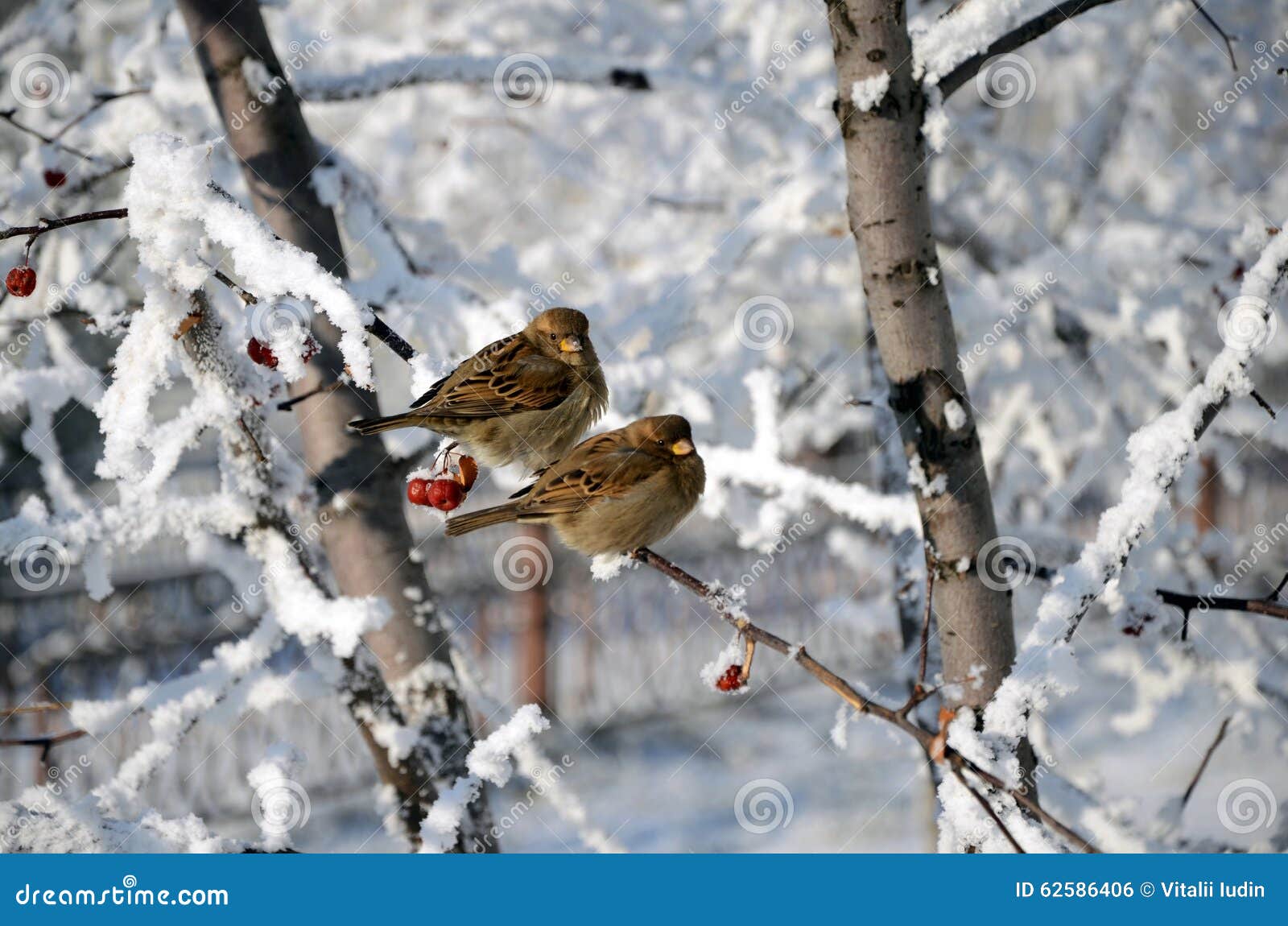 Sparrows in a tree stock photo. Image of feathers, fence - 62586406
